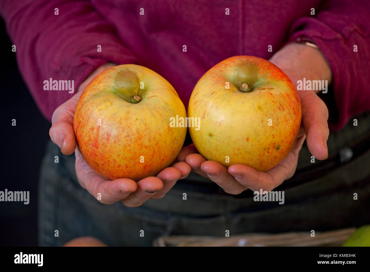 Close up of two handheld Charles Ross apples at the award winning ...