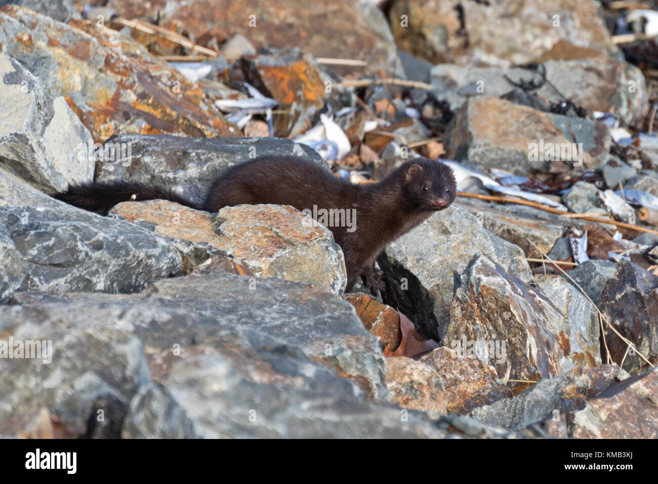 Mink cove hi-res stock photography and images - Alamy