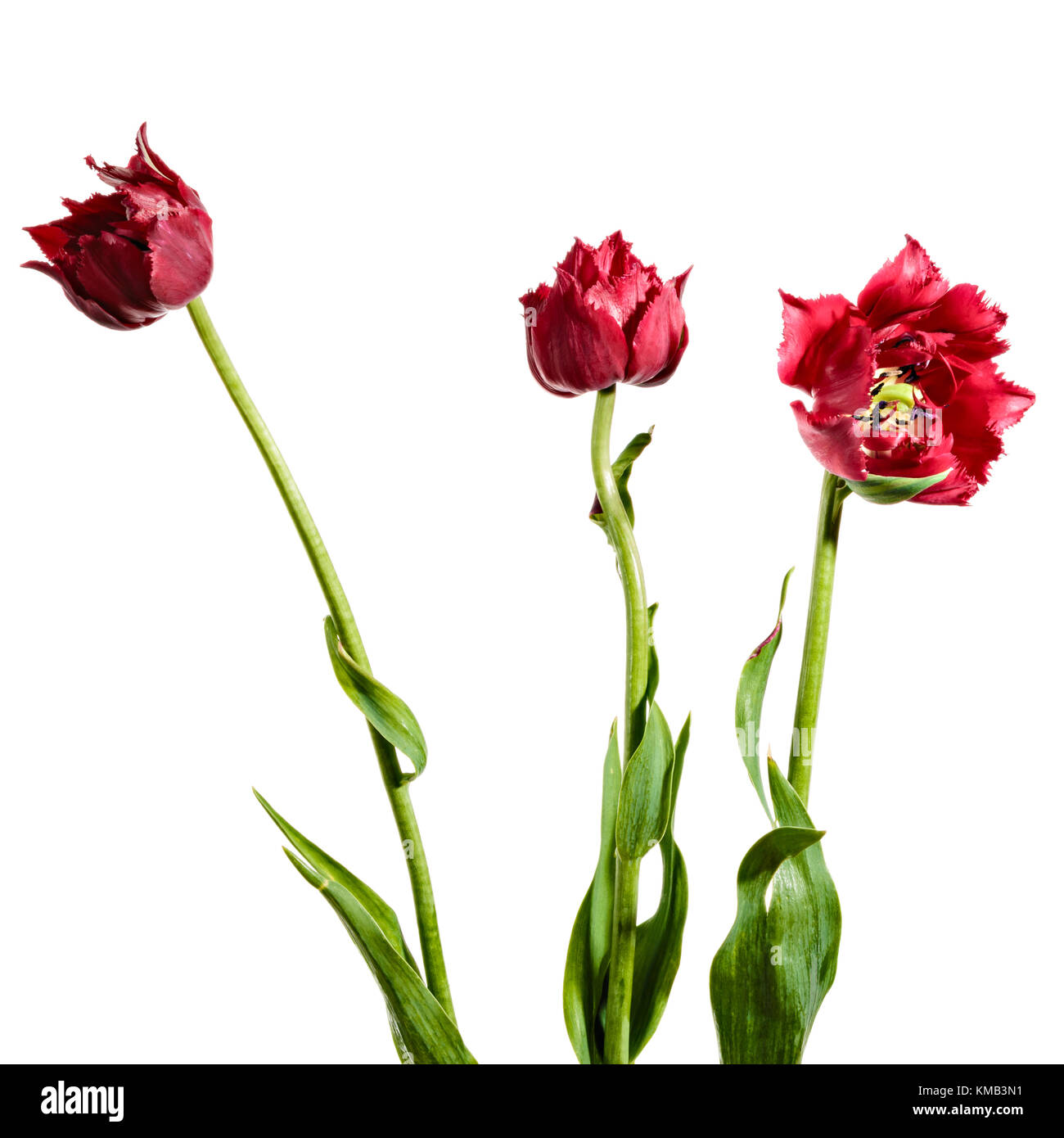 Flowers, three tulips isolated on a white background Stock Photo - Alamy