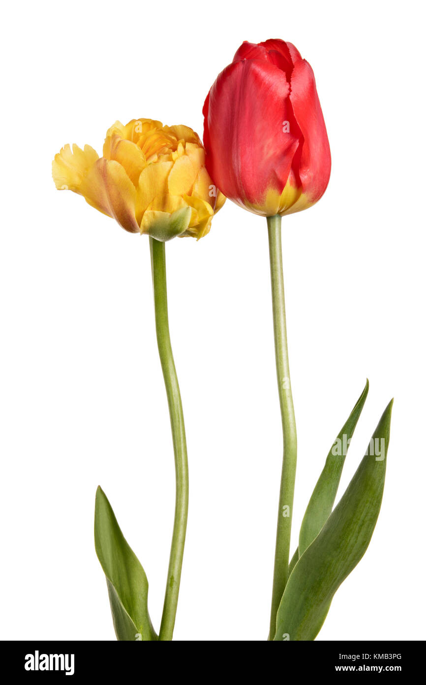 Two beautiful flowers on a white background Stock Photo - Alamy