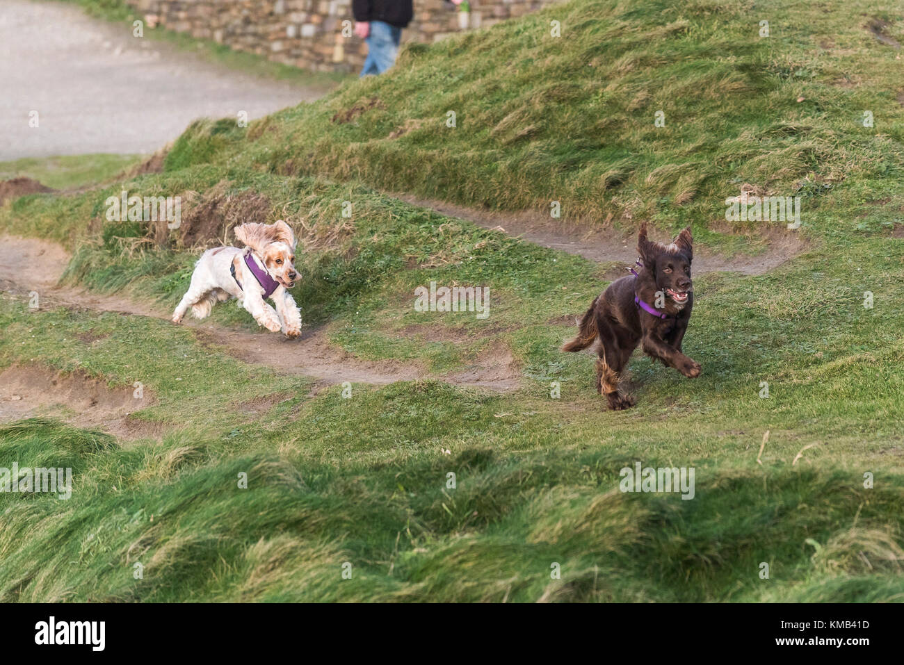 Dogs running hi-res stock photography and images - Alamy