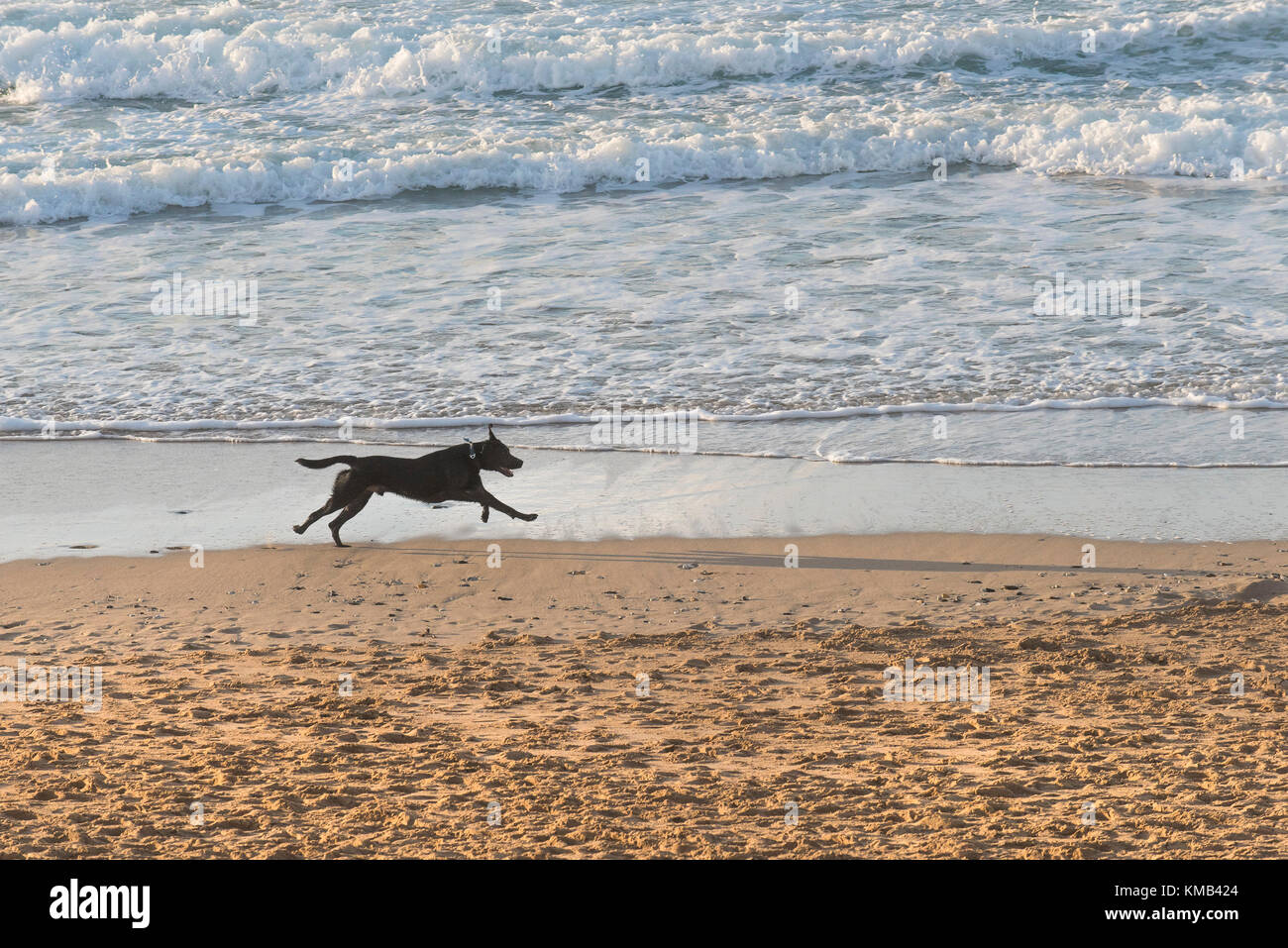 A dog running along the shoreline on Fistral Beach Newquay Cornwall ...