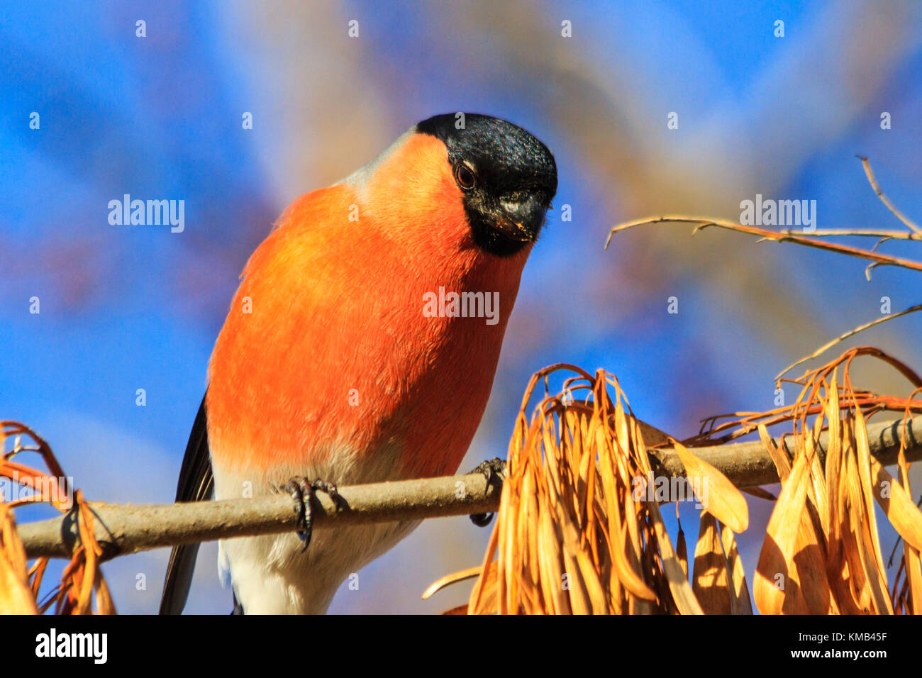 Beautiful red bird hi-res stock photography and images - Alamy