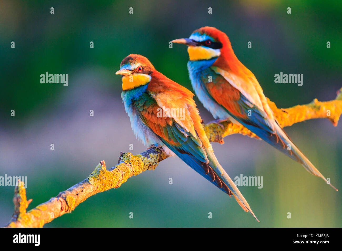 Unusual birds hi-res stock photography and images - Alamy