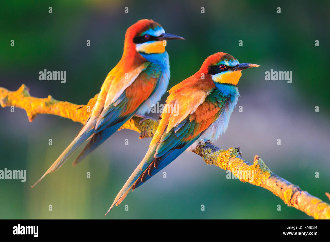 colored birds in the rays of the sun , unusual birds, unique frames ...