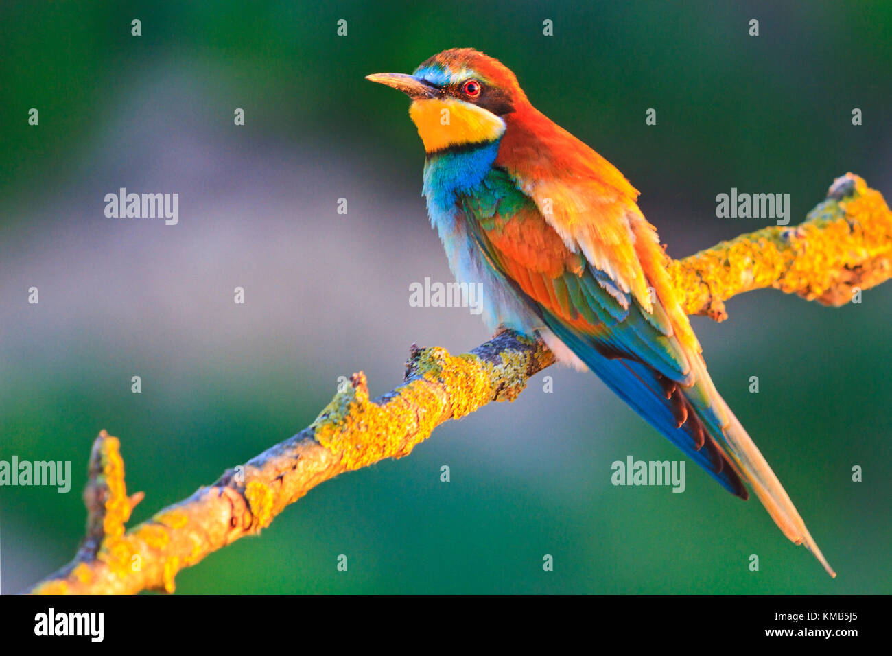 colored bird in the warm rays of the sun , unusual birds, unique frames ...