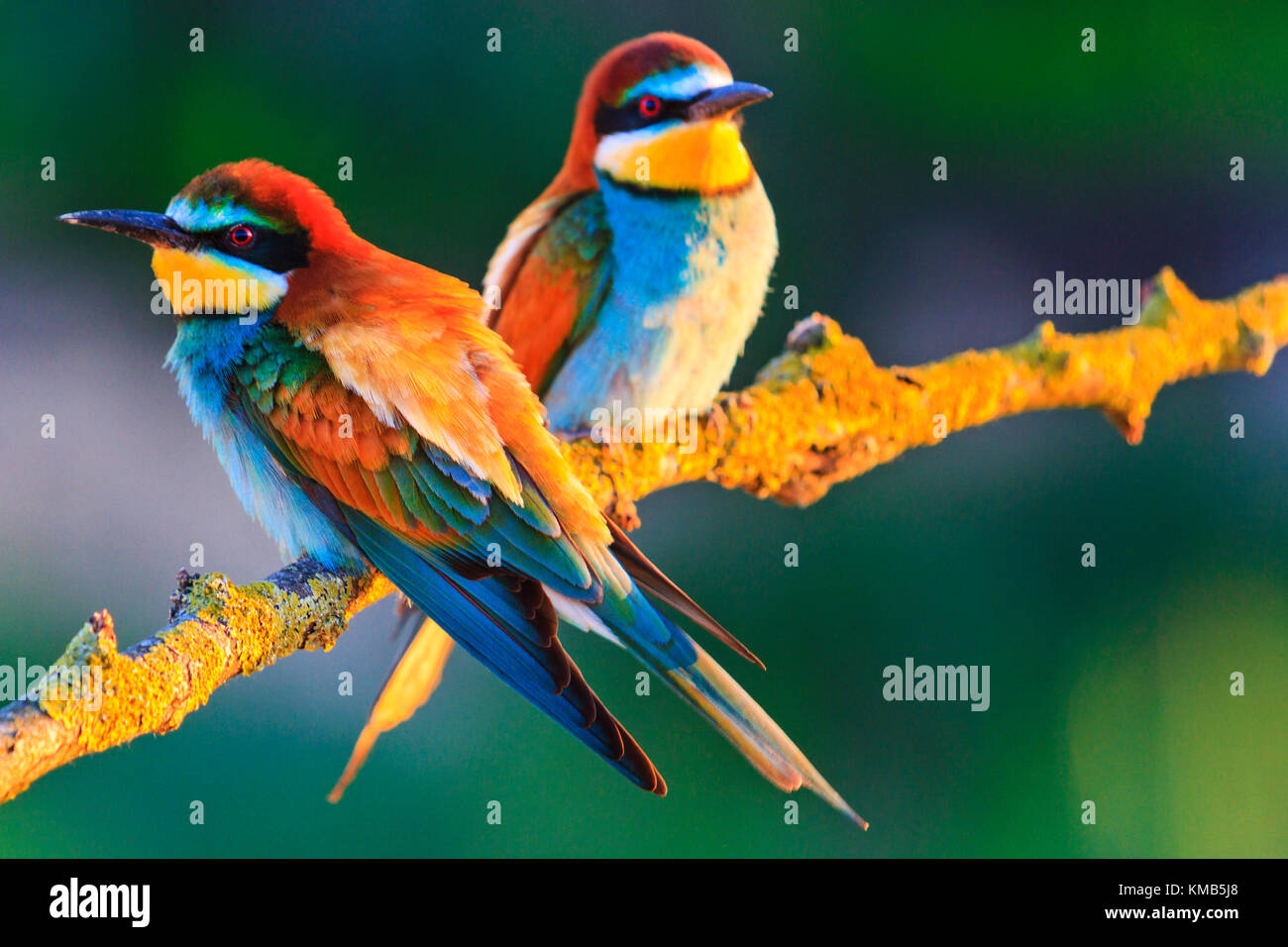 Beautiful Colorful Bird Flying