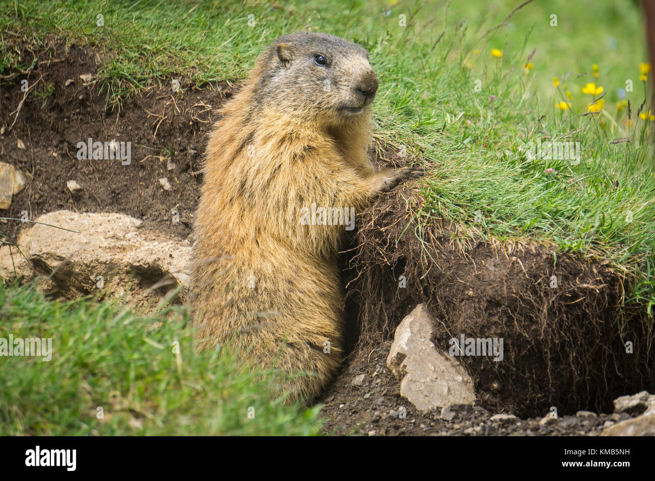 Alpine marmot in the natural environment. Dolomites Stock Photo - Alamy
