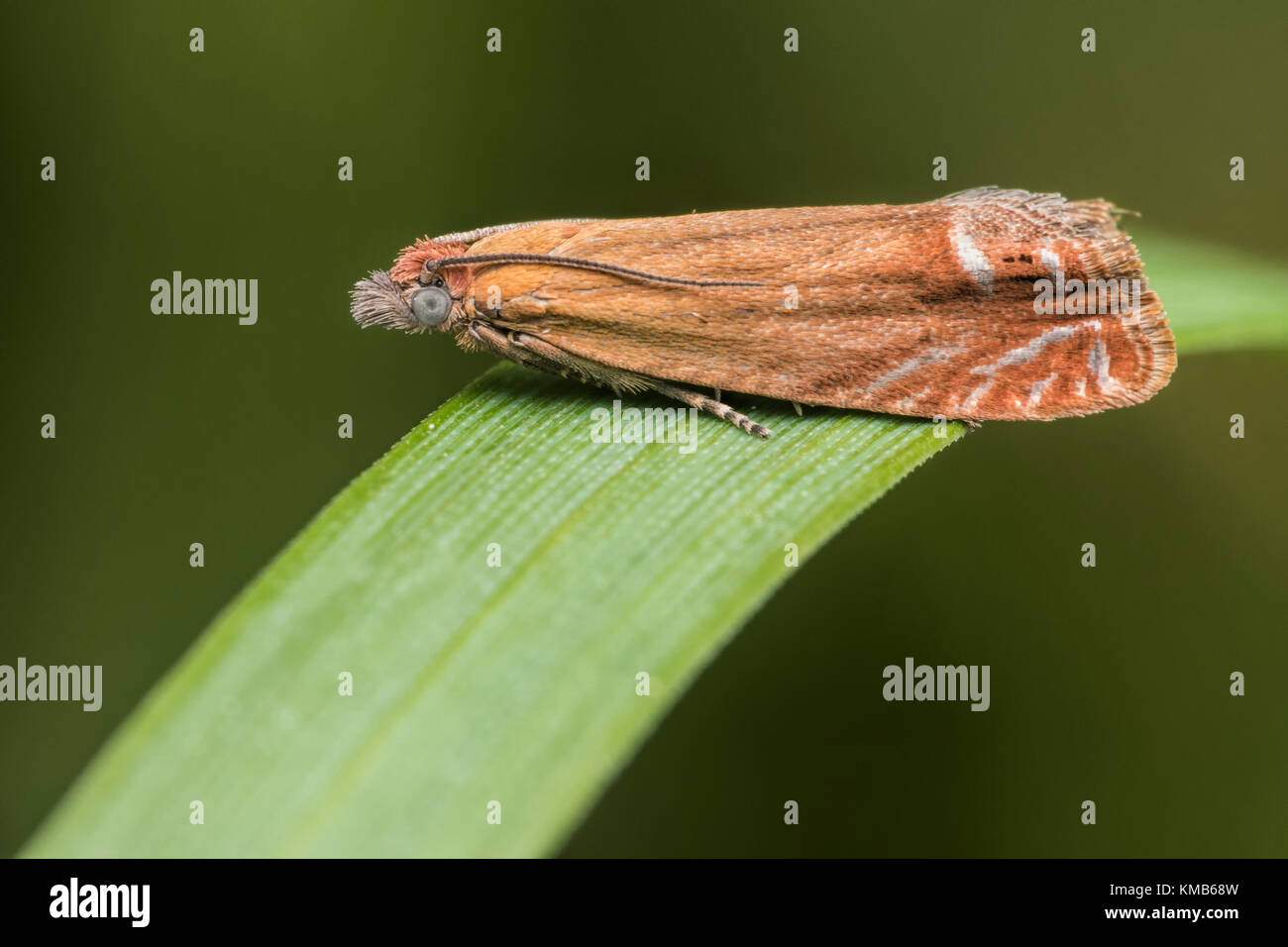 Micro moth lepidoptera insect hi-res stock photography and images - Alamy