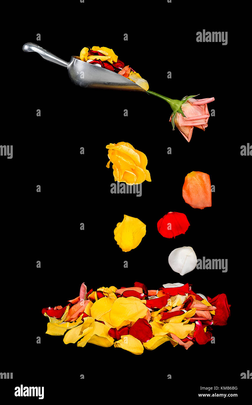 Roses falling hi-res stock photography and images - Alamy