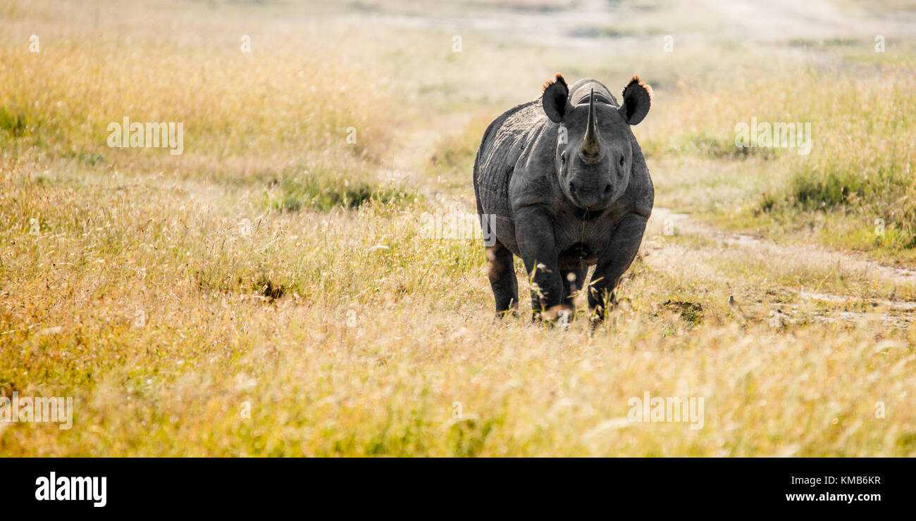 A single Black Rhino standing in open grassland, facing towards the ...