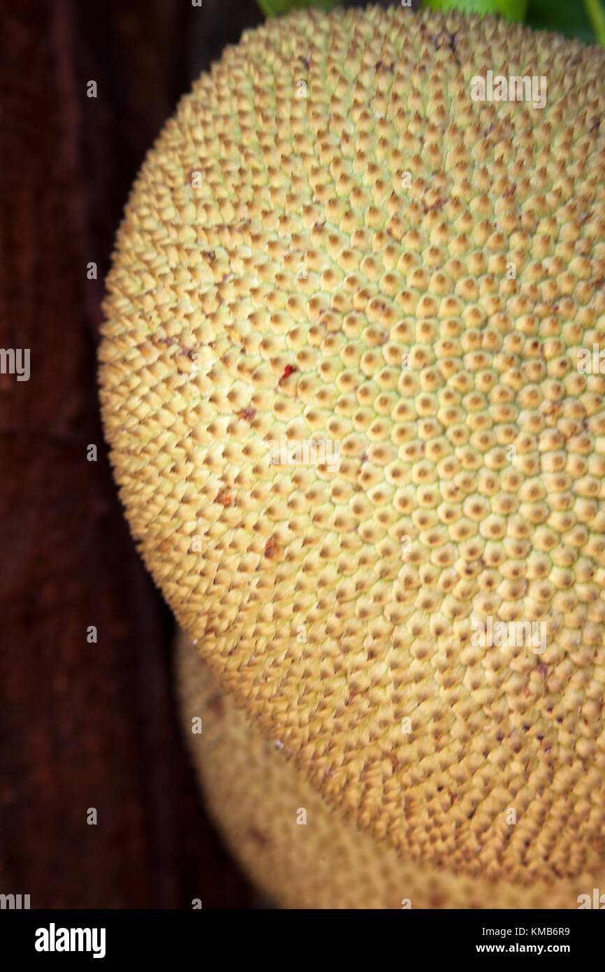 Jaca, or Jackfruit, native to South India, is a staple food in the ...