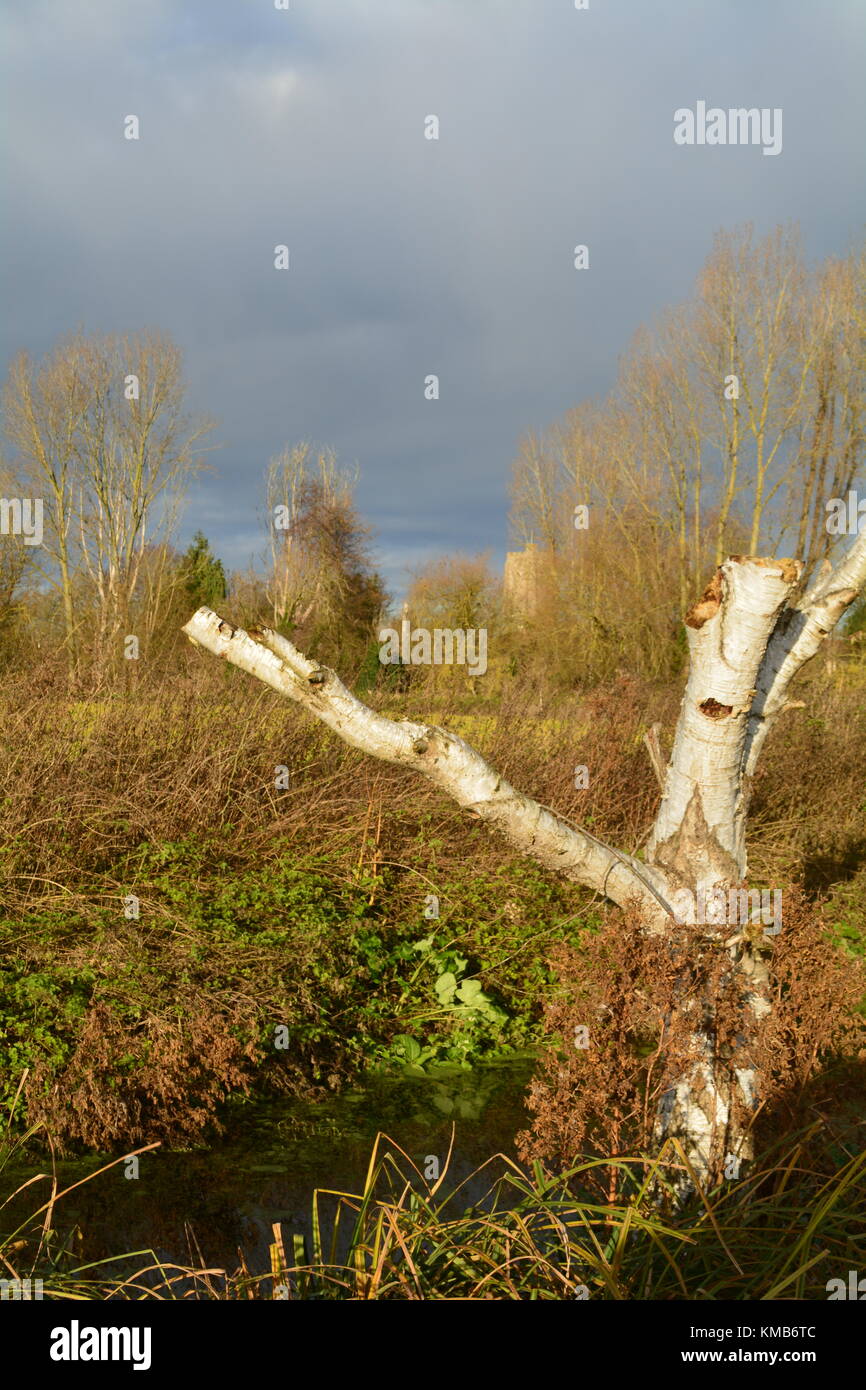 Tree creak hi-res stock photography and images - Alamy