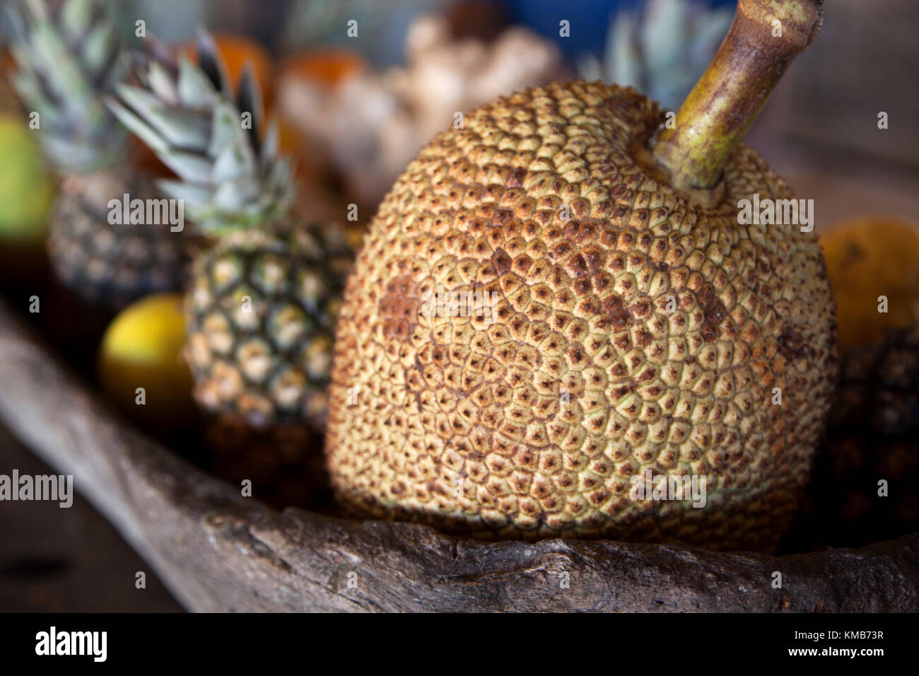 Jaca, or Jackfruit, native to South India, is a staple food in the ...