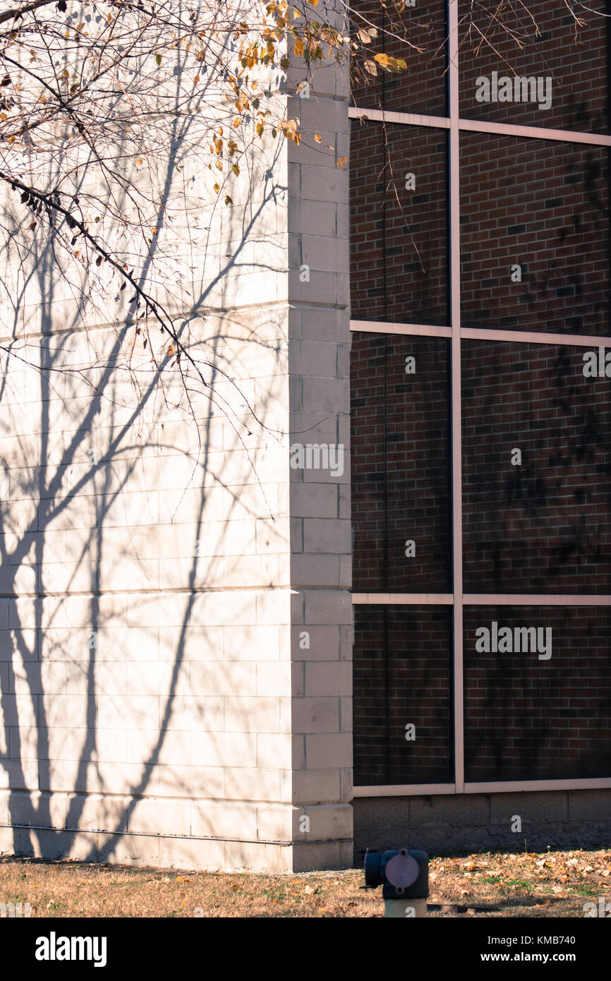 Campus building window.....shadows cast from the trees against the ...