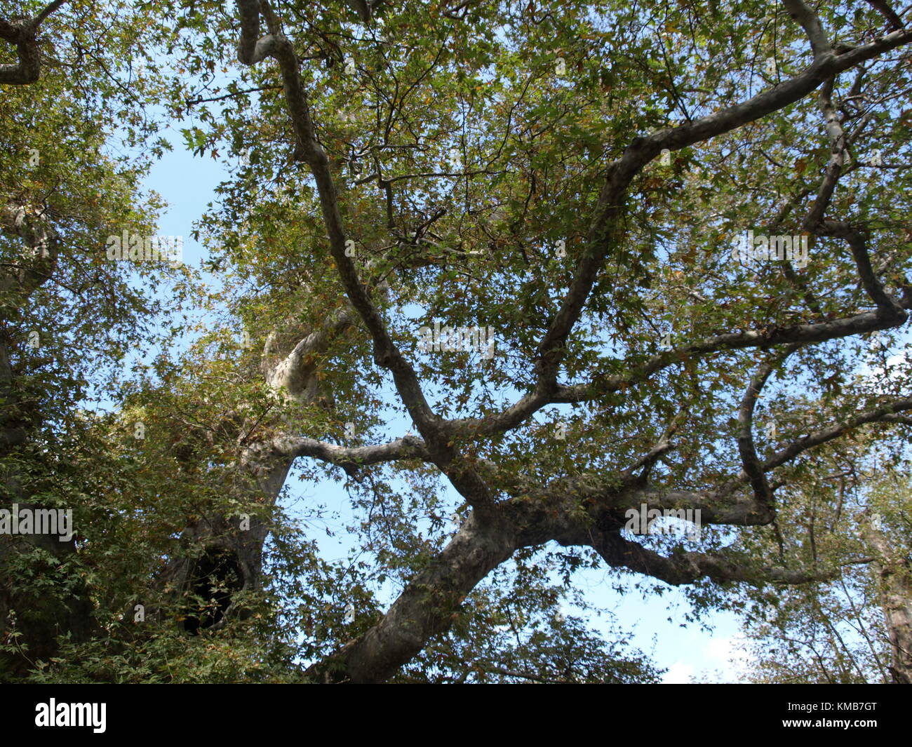 Ramiform hi-res stock photography and images - Alamy