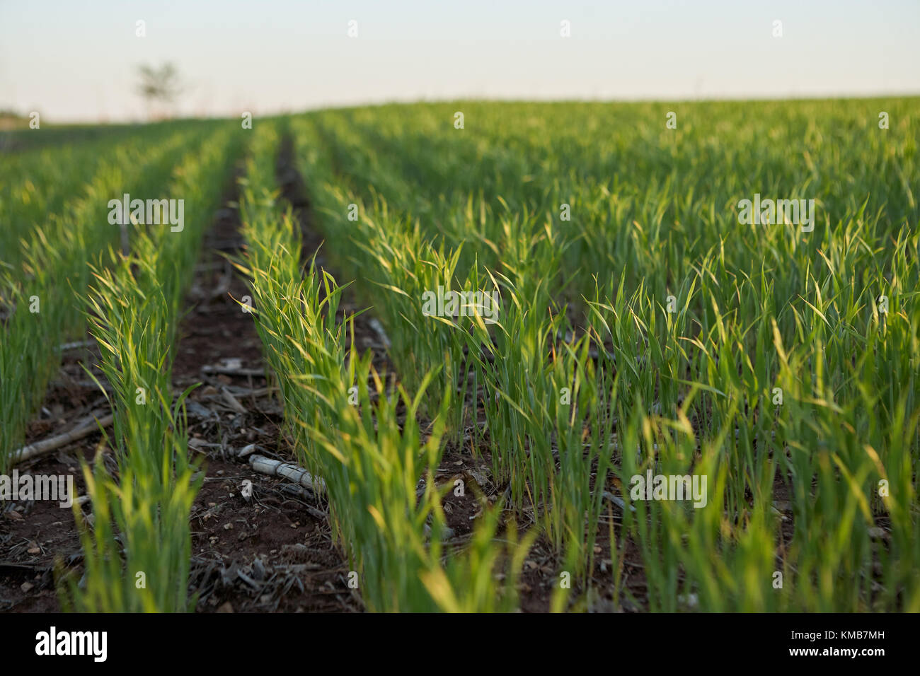 Young fresh green farm crop in golden light at sunset or sunrise ...