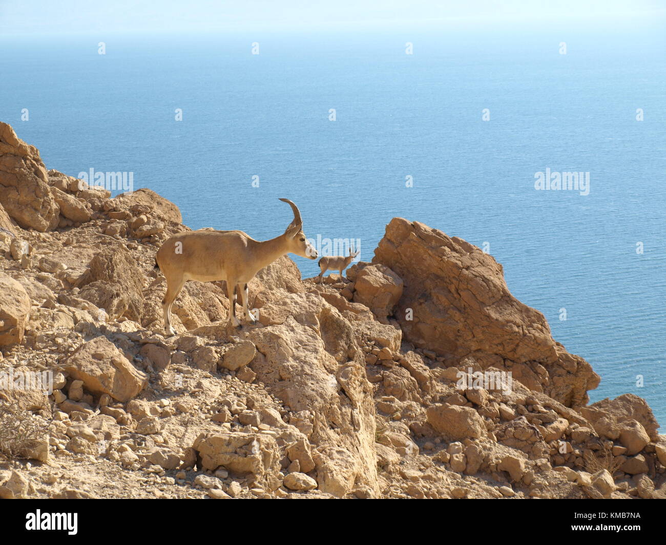 The ibex in nature standing on a cliff in the dead sea Stock Photo - Alamy