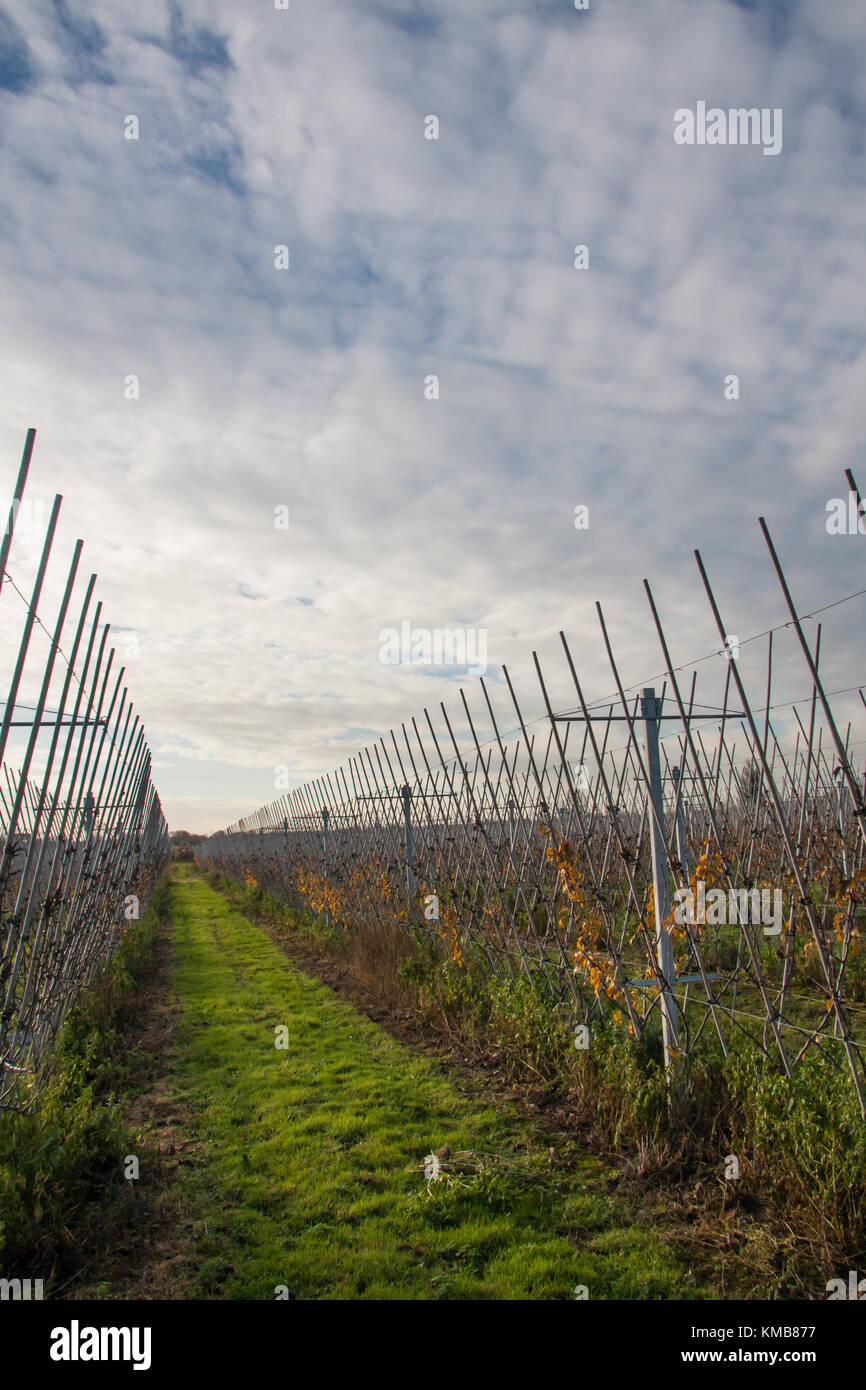 Modern apple growing orchard, Kent UK Stock Photo - Alamy