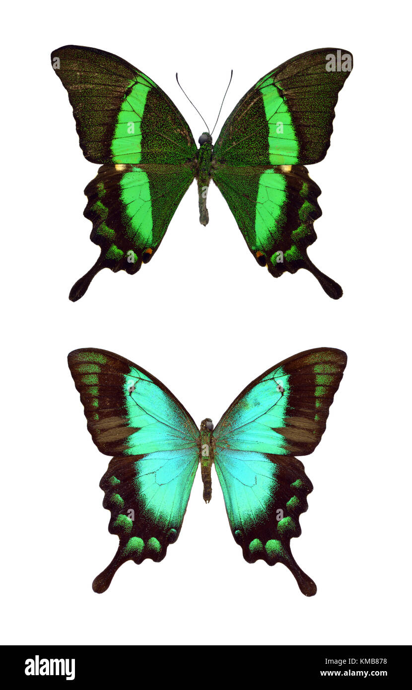 Beautiful exotic colorful butterflies isolated on white background ...