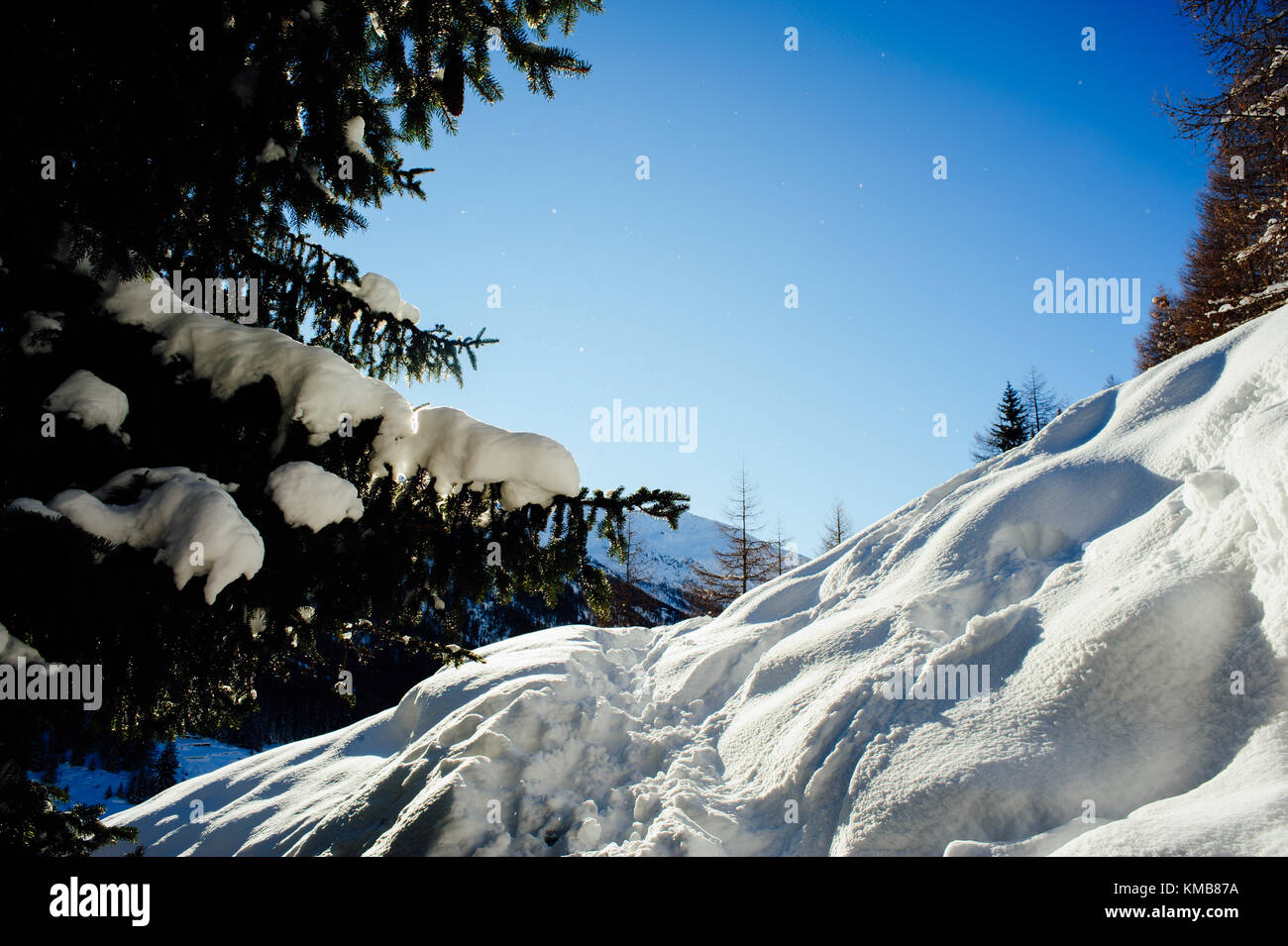 Peaceful tree landscape with high snow on trees and on the ground ...