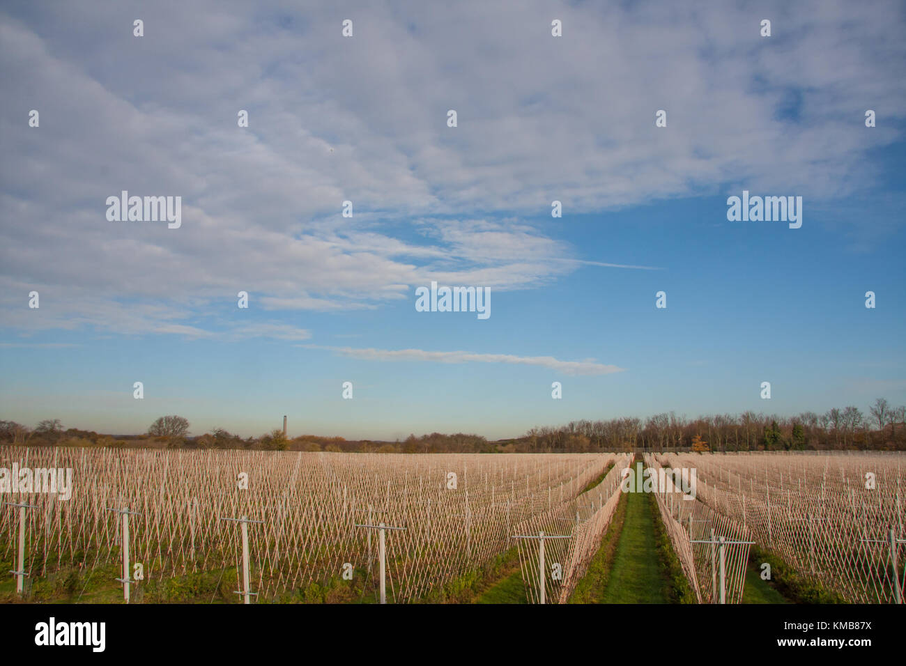 Kent Apple Orchards High Resolution Stock Photography and Images - Alamy