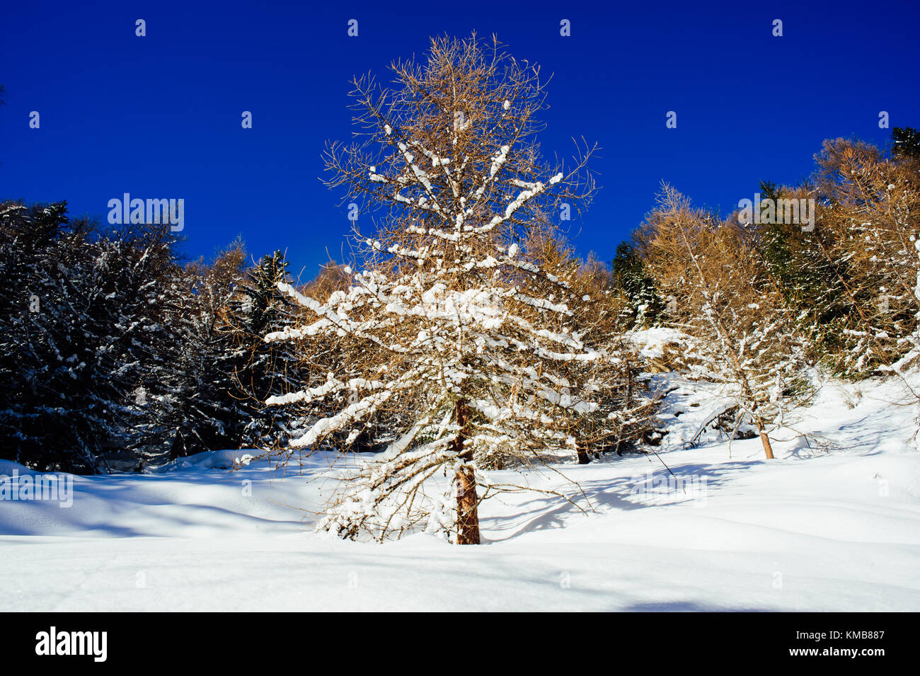 Peaceful tree landscape with high snow on trees and on the ground ...