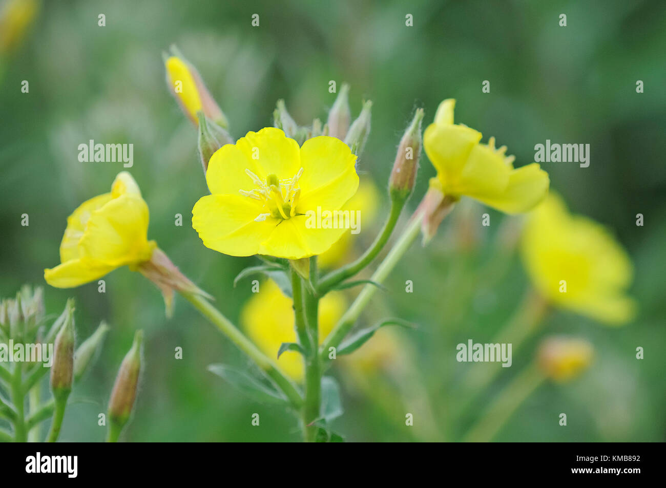 Evening primrose flowers hi-res stock photography and images - Alamy
