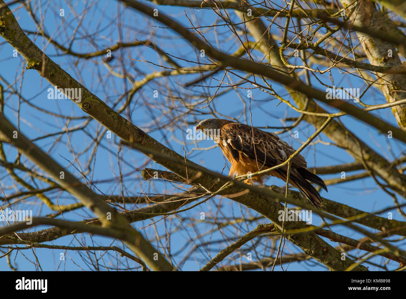 A Red Kite (Milvus milvus) perched in a tree Stock Photo - Alamy