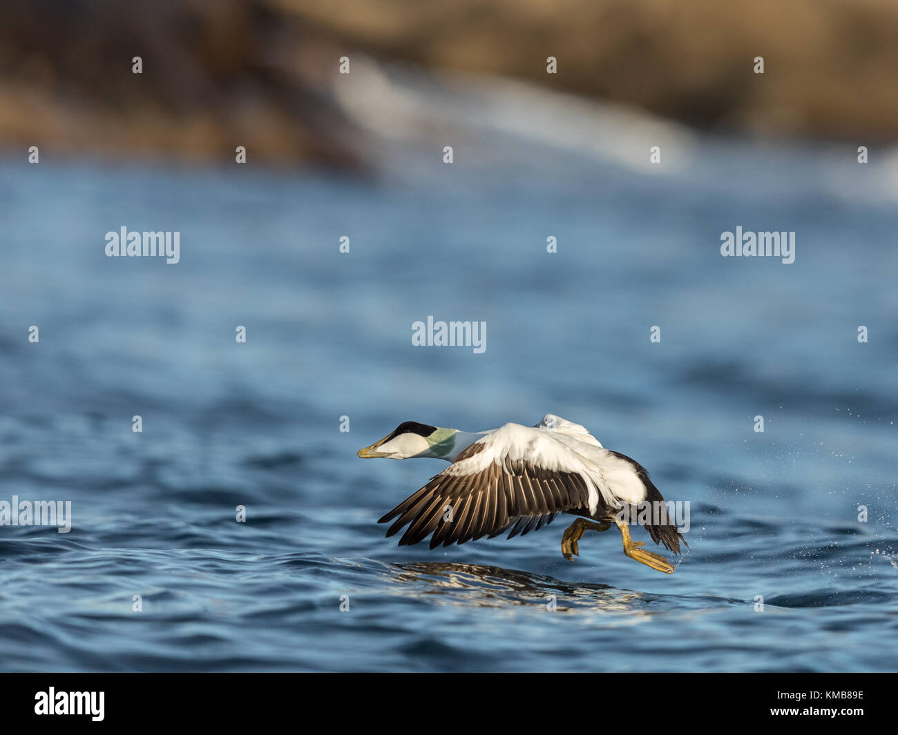 Common Eider male take off, bird is flying over the blue sea in ...