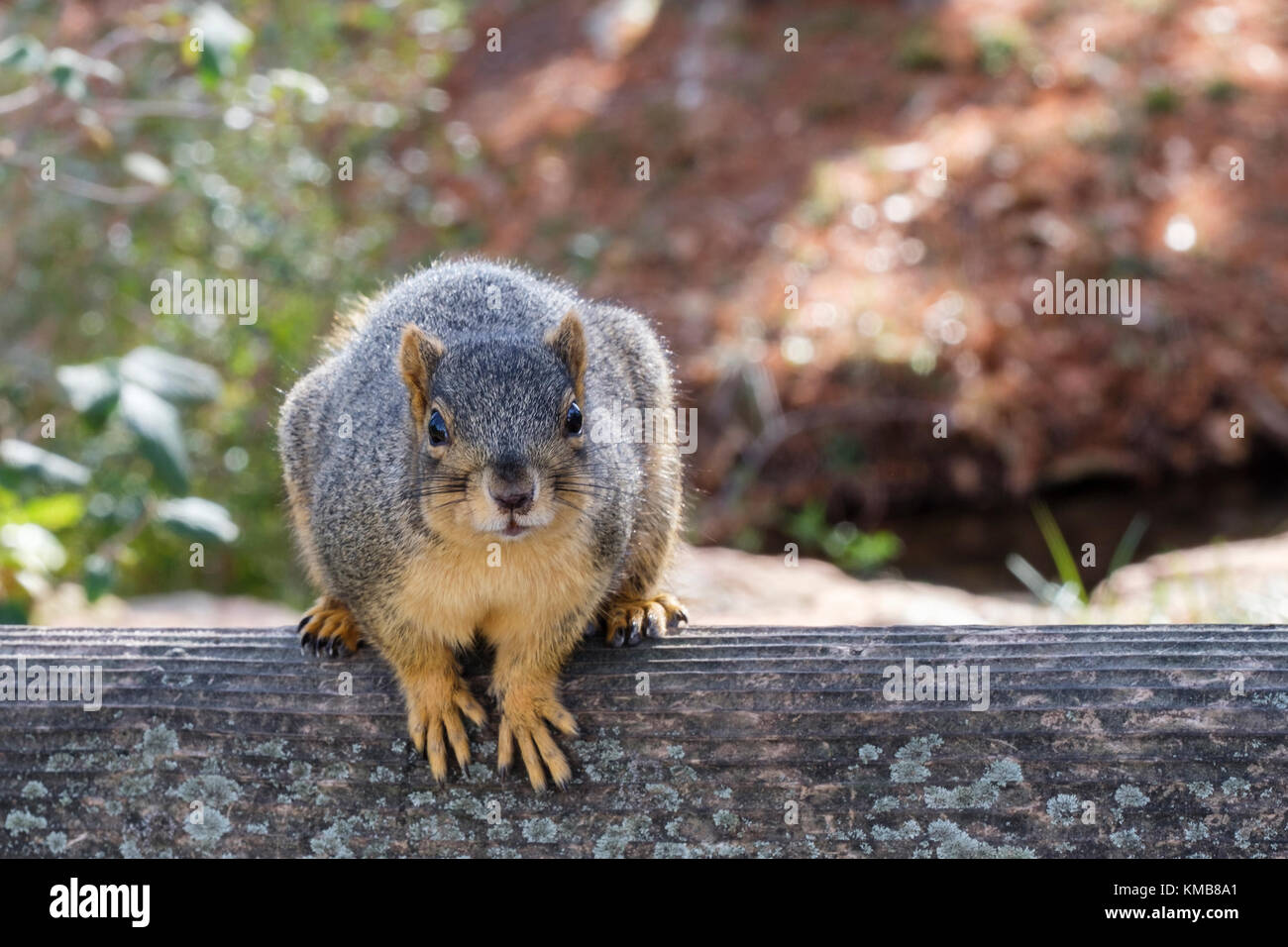 A curious fox squirrel or Eastern Fox squirrel or Bryant’s squirrel ...