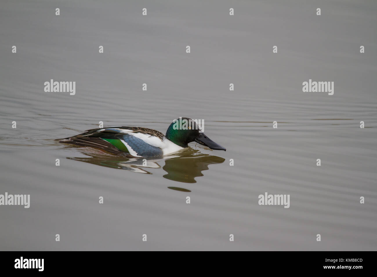 An adult male Northern Shoveler or Northern Shoveller (Spatula clypeata ...