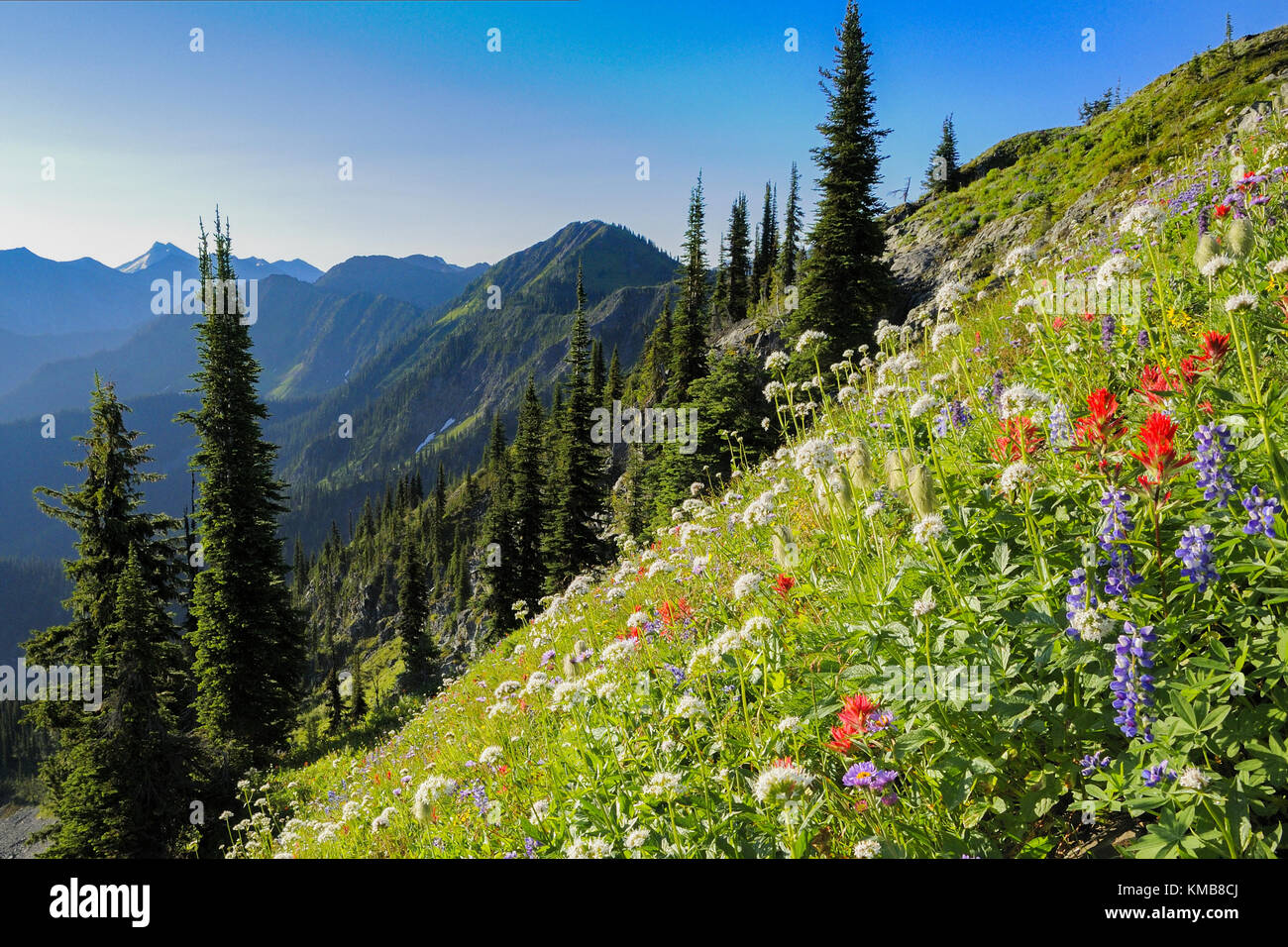 Wildflowers, Idaho Peak, Selkirk Mountains, British Columbia, Canada ...
