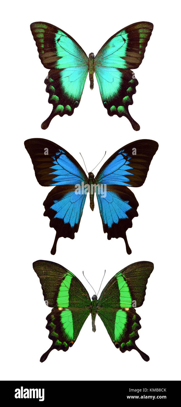 Beautiful exotic colorful butterflies isolated on white background ...