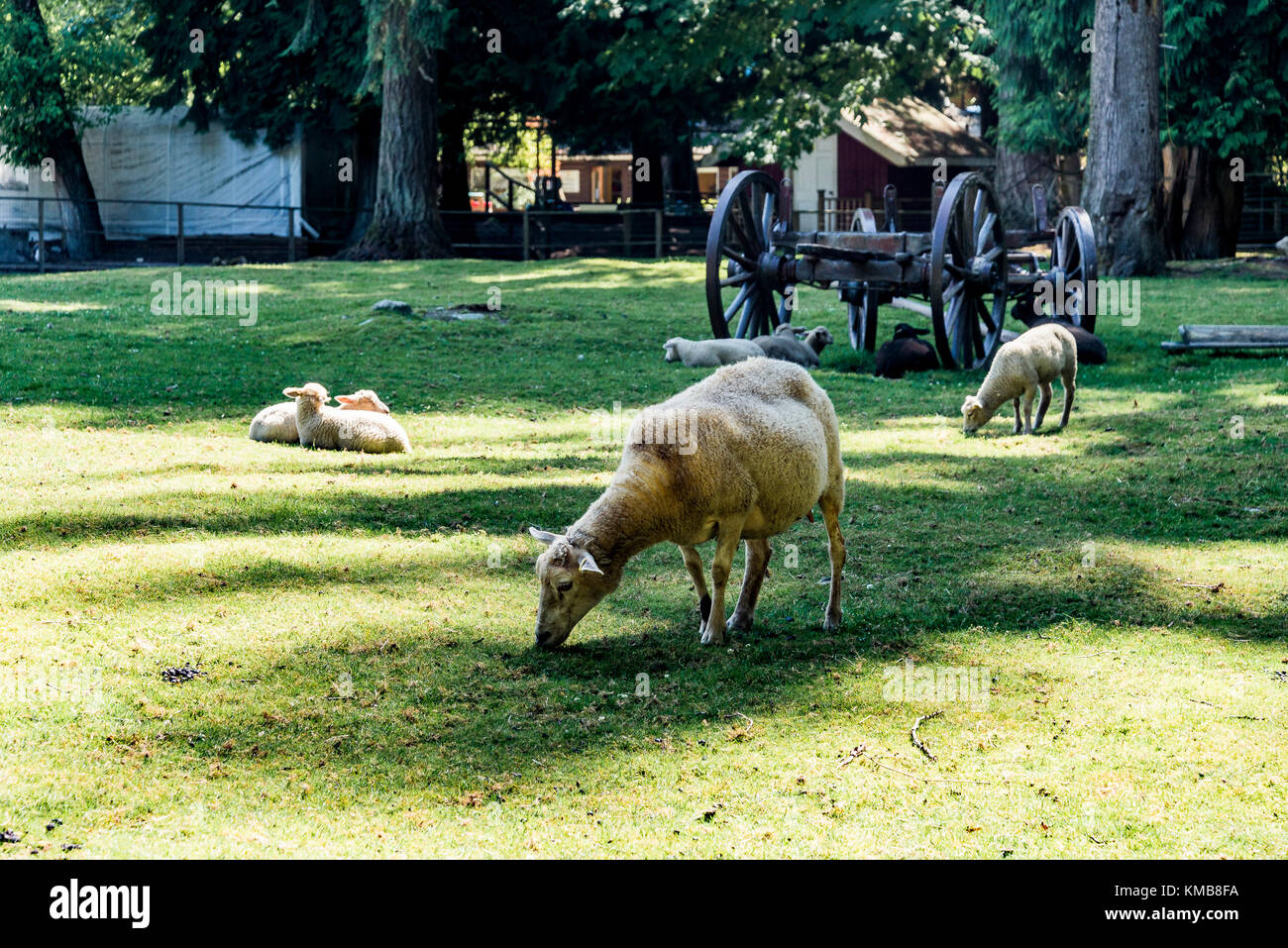 Sheep, Maplewood Farm, N. Vancouver, British Columbia, Canada Stock ...
