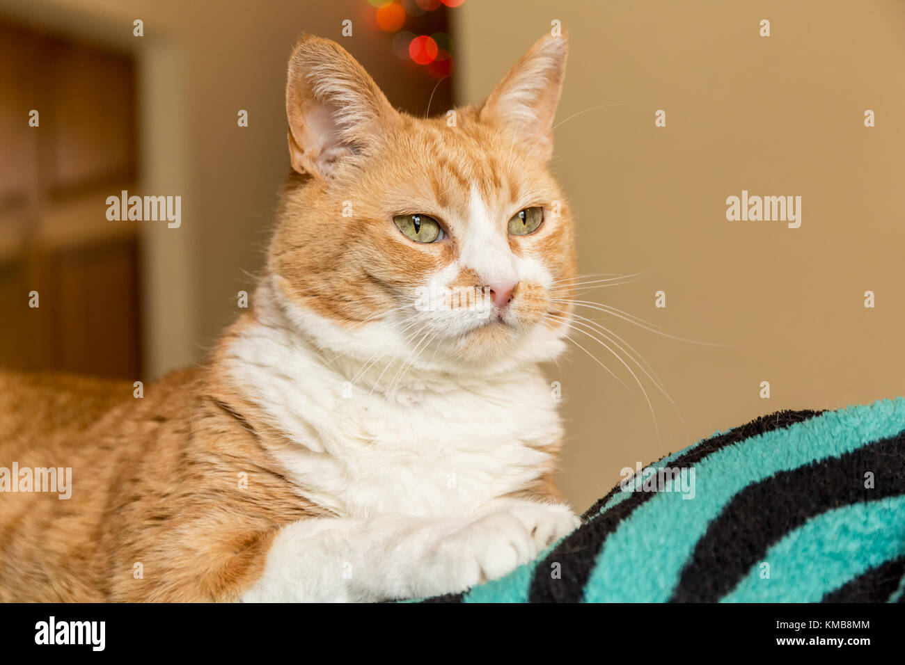 Cat in thought hi-res stock photography and images - Alamy