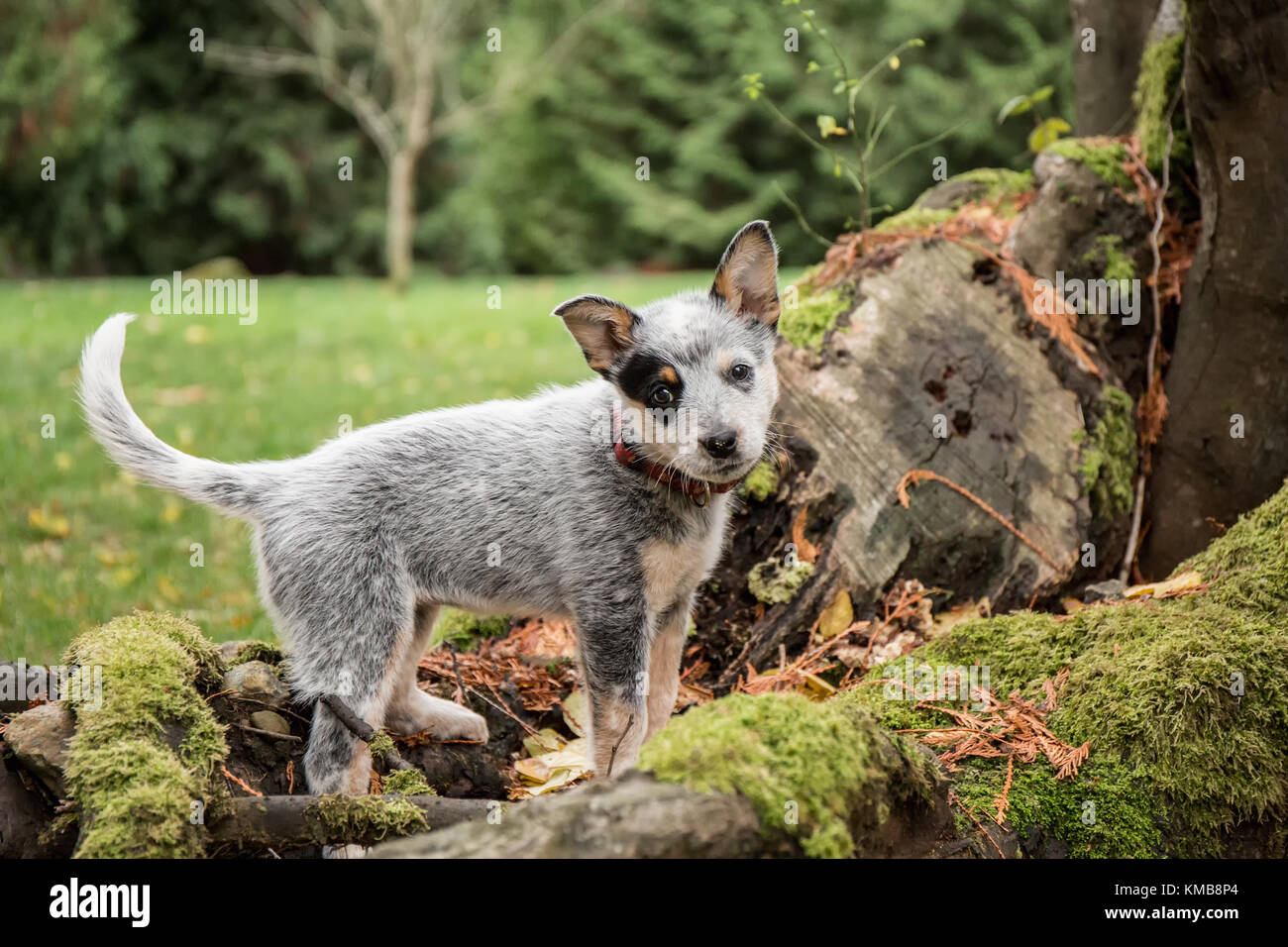 "Lilly", a 10 week old Australian Cattledog puppy, playing around the ...