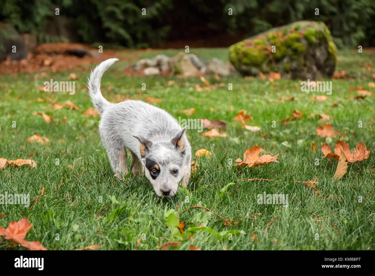 "Lilly", a 10 week old Australian Cattledog puppy, tracking a scent in ...