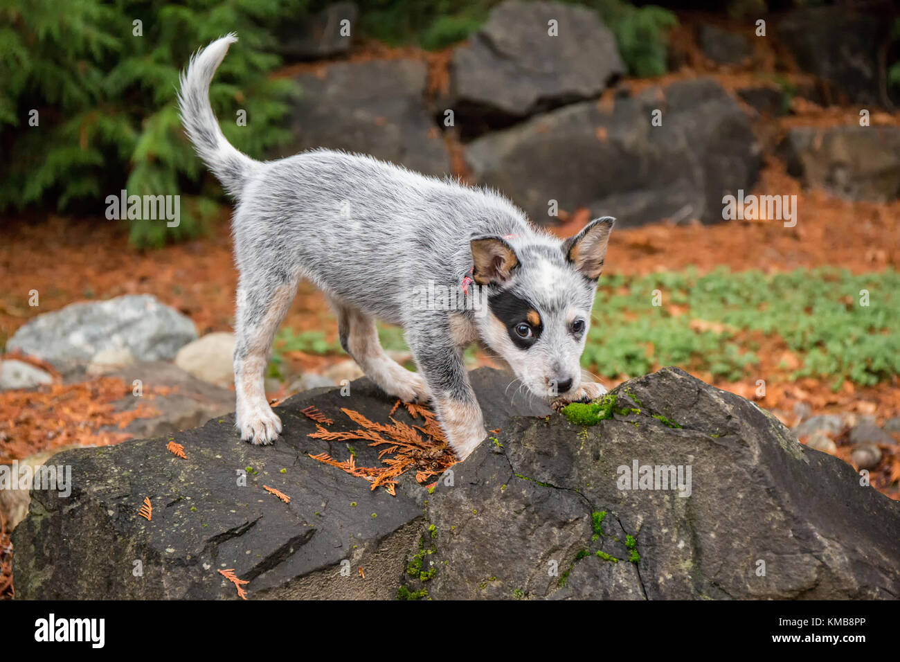 "Lilly", a 10 week old Australian Cattledog puppy, playing on a large ...