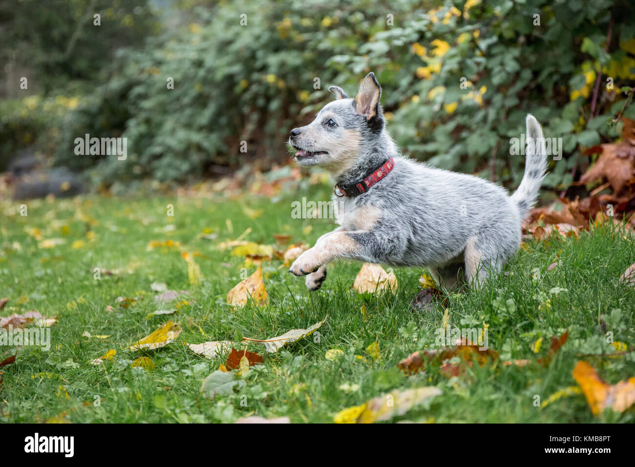 "Lilly", a 10 week old Australian Cattledog puppy joyfully playing in ...