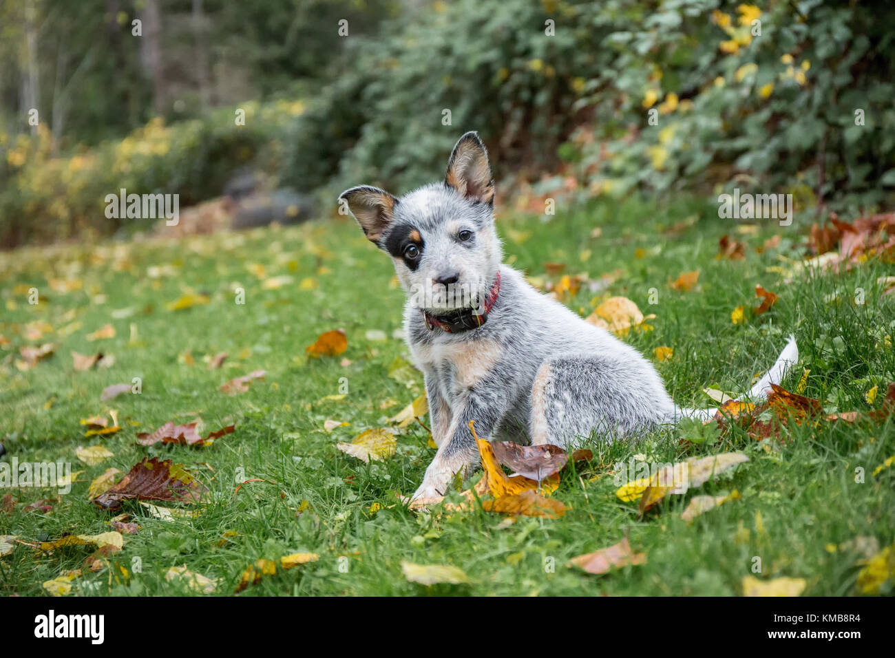 "Lilly", a 10 week old Australian Cattledog puppy with grass in her ...