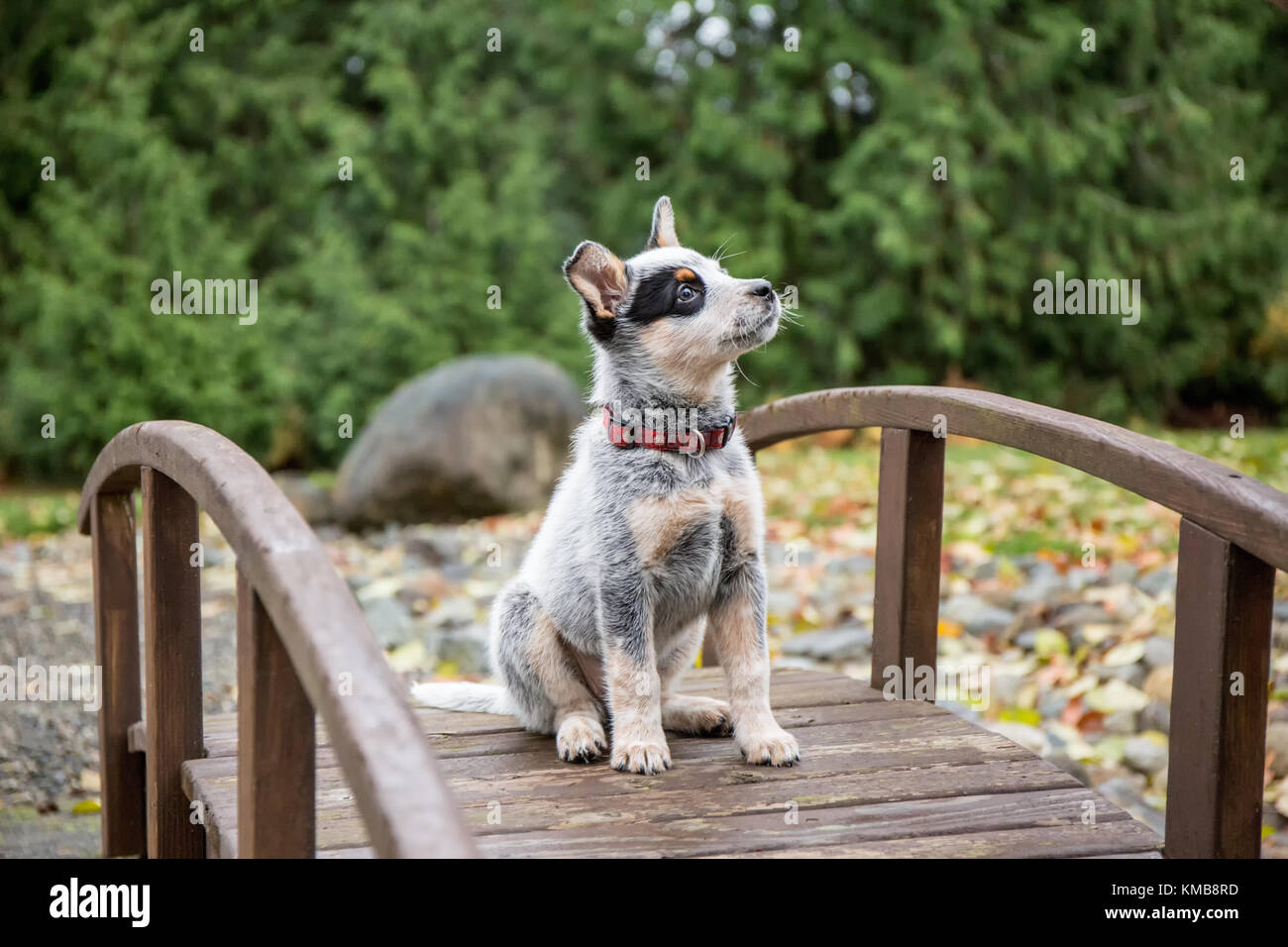 "Lilly", a 10 week old Australian Cattledog puppy sitting on a ...