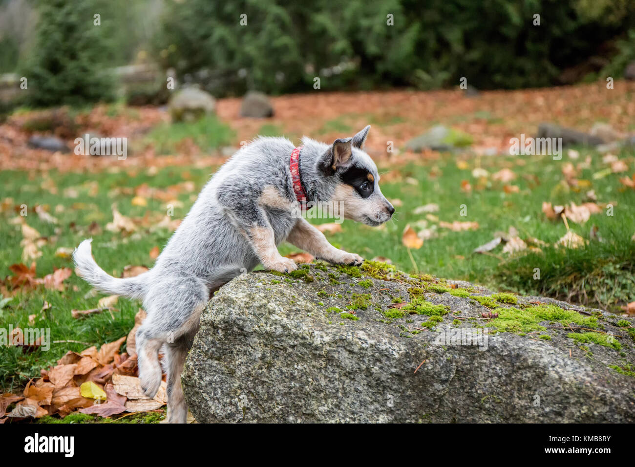 "Lilly", a 10 week old Australian Cattledog puppy struggling to climb ...