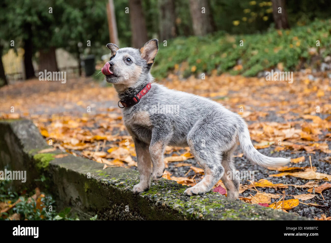 "Lilly", a 10 week old Australian Cattledog puppy posing on a stone ...