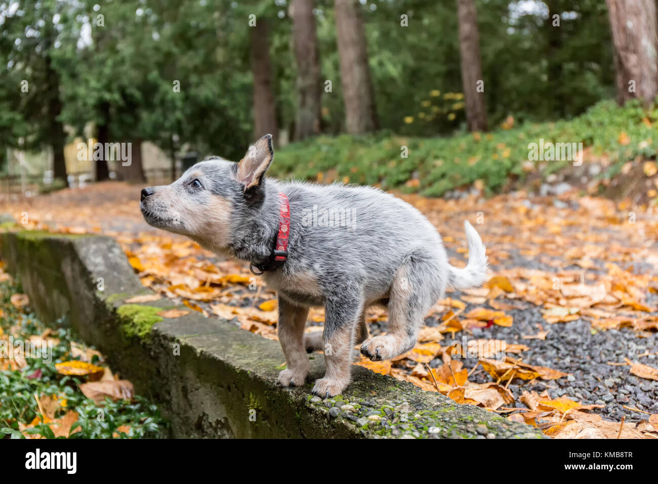 Funny "Lilly", a 10 week old Australian Cattledog puppy caught mid-air ...