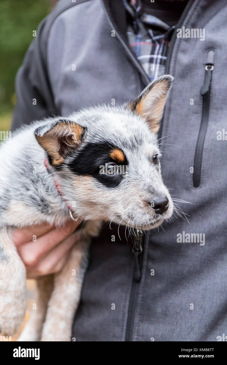 Man holding "Lilly", his 10 week old Australian Cattledog puppy in ...