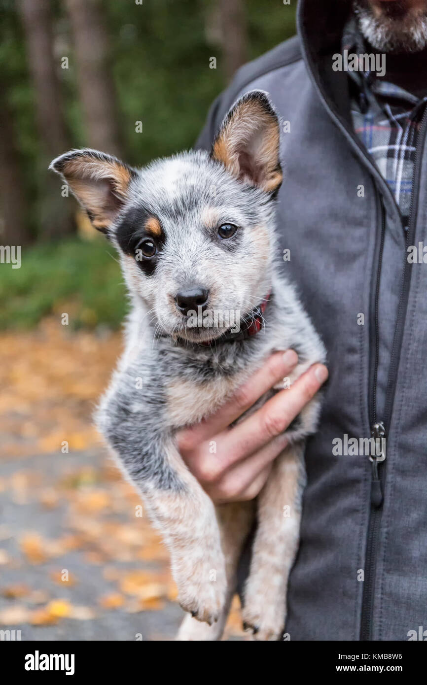 Man holding "Lilly", his 10 week old Australian Cattledog puppy in ...