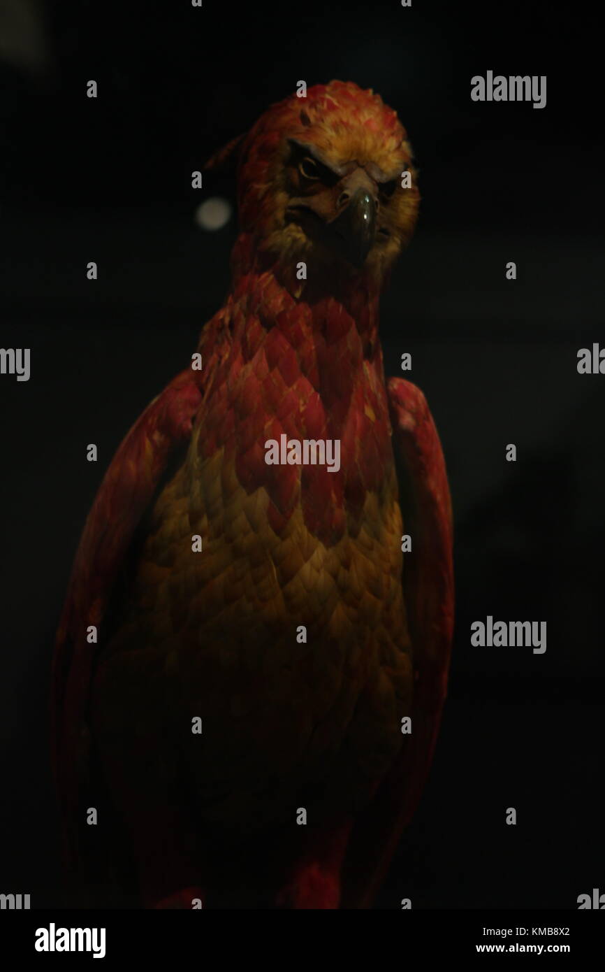 Various props and set design from the Warner Brothers Harry Potter ...