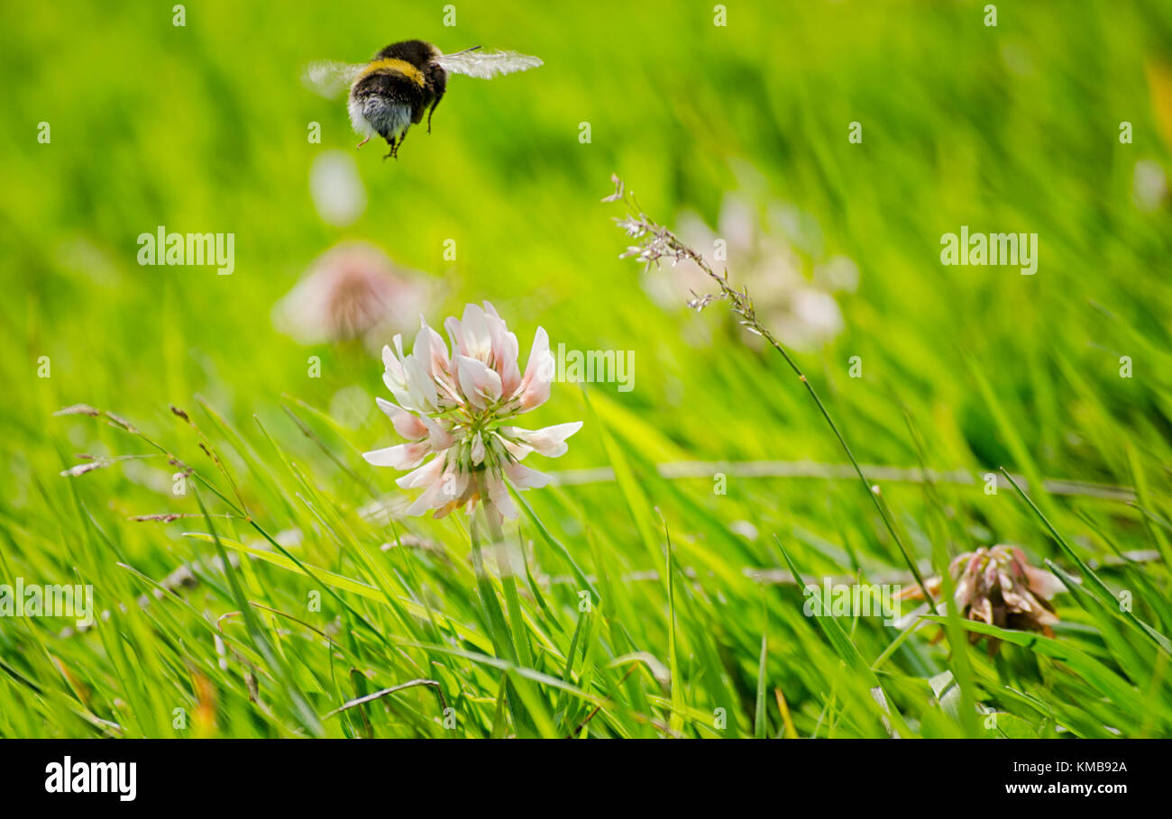 Beekeeping flora hi-res stock photography and images - Alamy