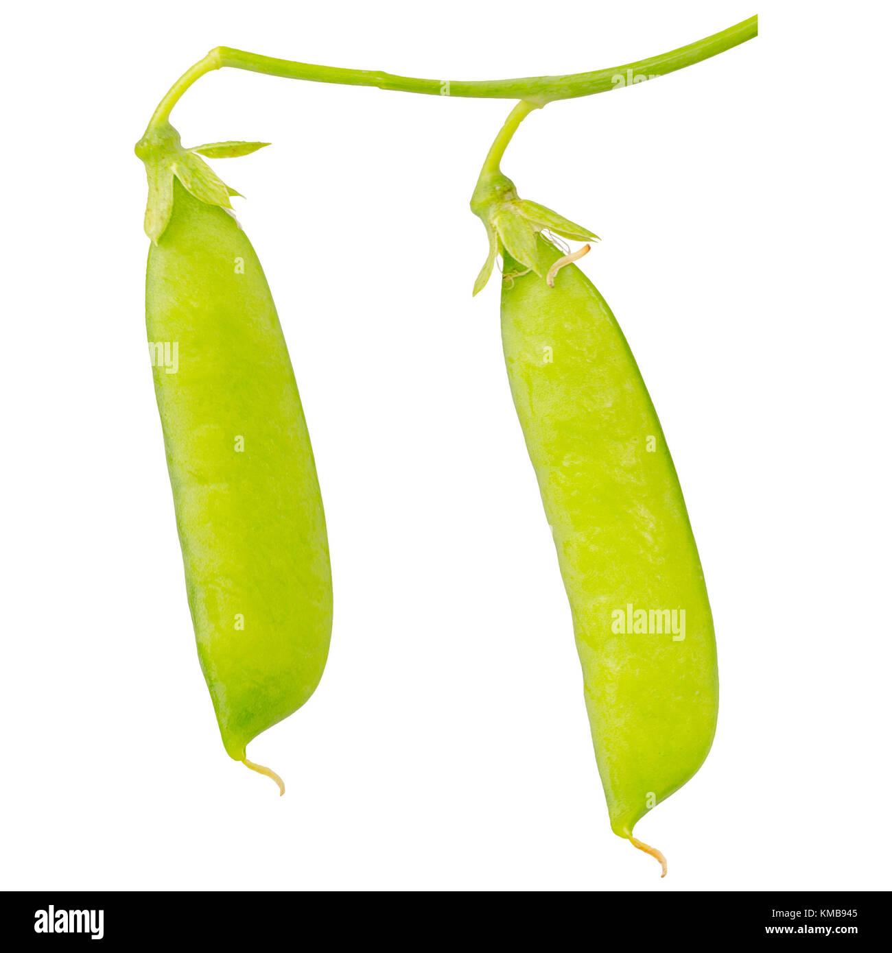 Green pea (Pisum sativum) isolated on a white background Stock Photo ...